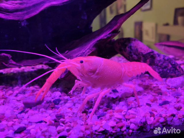 Калифорнийский рак аквариумный