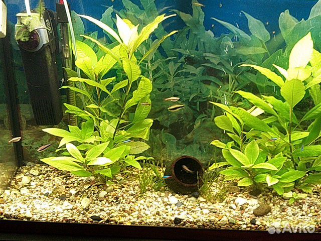 Аквариумист