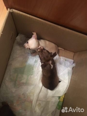 Милые щенки Чихуахуа :3