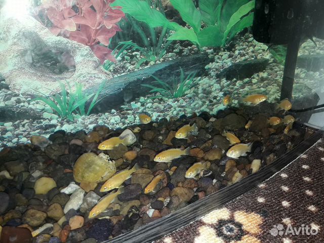 "Еллоу" (Labidochromis caeruleus)