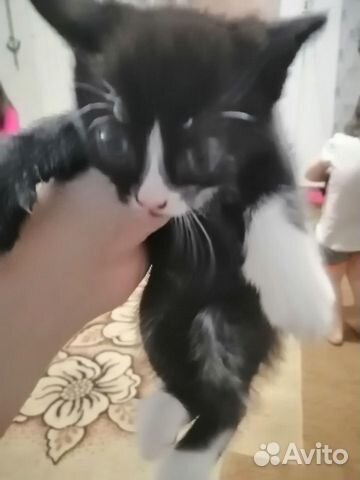 Отдам котят