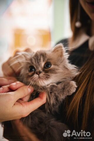 Экзоты котята