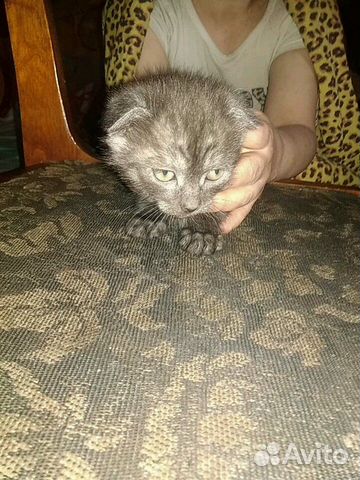 Продам вислоухого котенка