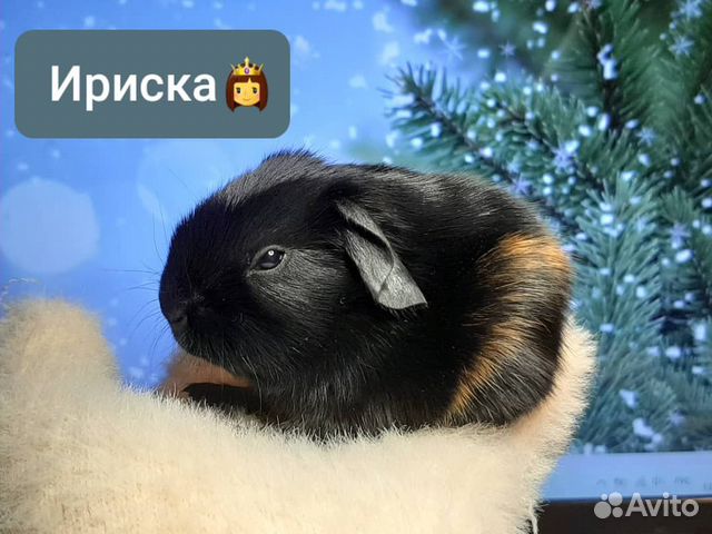 Морские свинки девочки