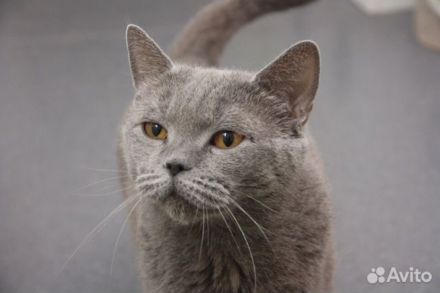 Бриташа ищет Дом