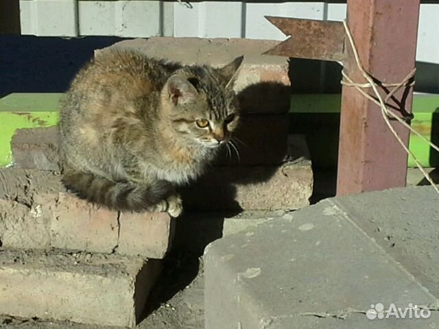 Котейка в добрые руки