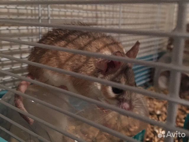 Иглистая мышь