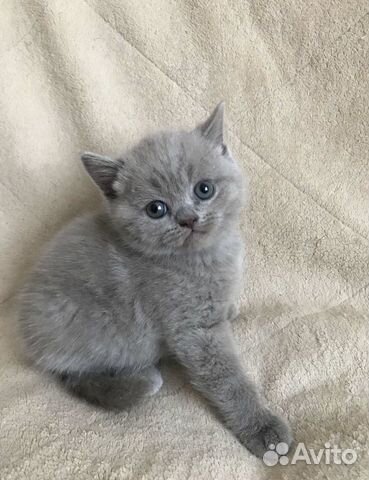 Британская