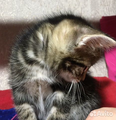 Котёнок девочка