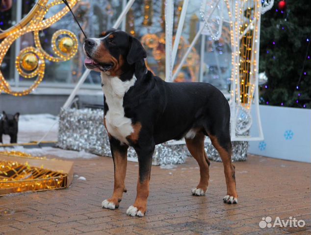 Вязка (кобель) Большой швейцарский зенненхунд