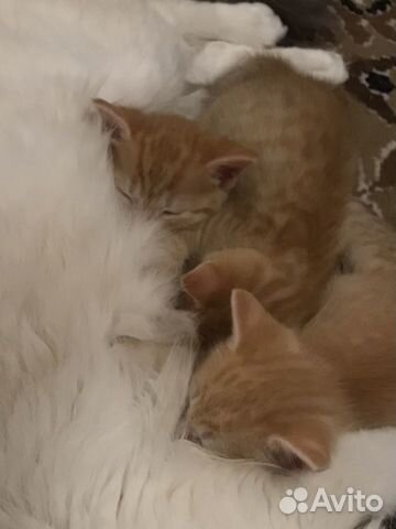 Котята
