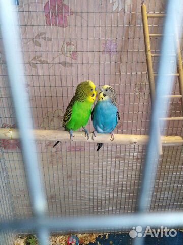 Продаю сформированую пару волнистых попугаев