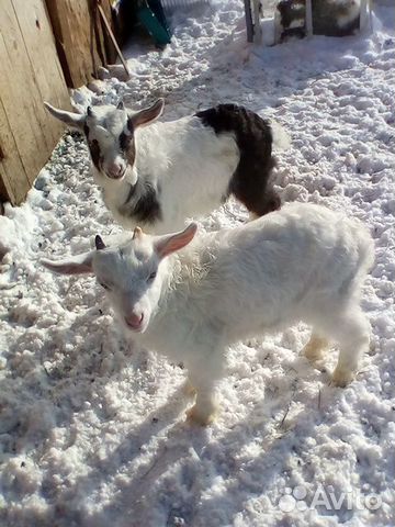 Козлятки на племя или мясо