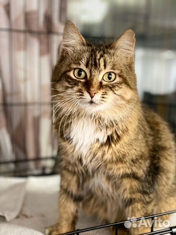 Кошечка в дар