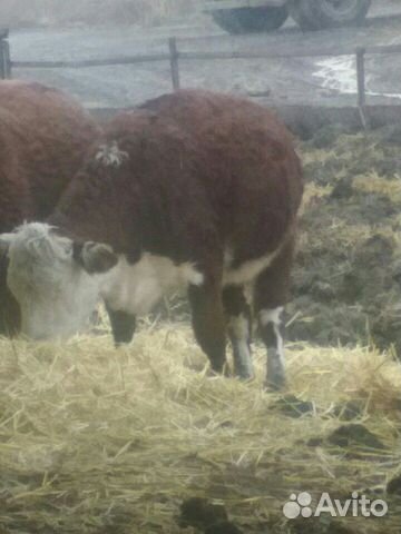 Телята породы герефорд