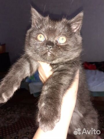 Кошки