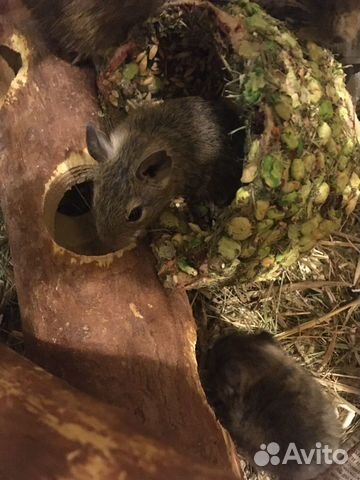 Дегусята, 4 шт, им 1 мес