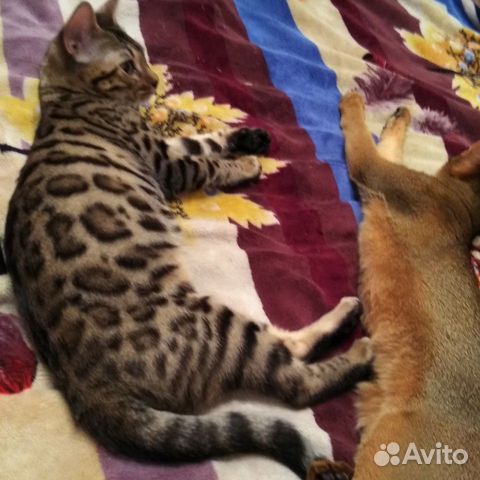 Бенгальские котята