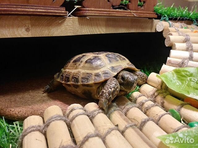 Сухопутная черепаха