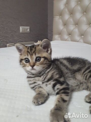Продается кошка-девочка