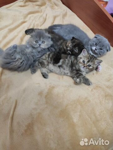 Продам котят шотландских вислоухих