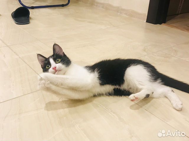 Замечательный ласковый Котенок