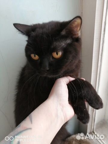 Шотландская кошечка