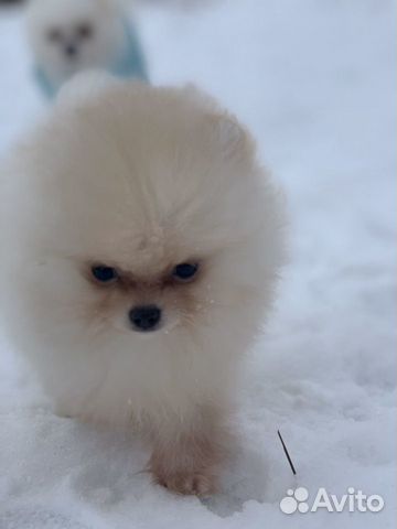 Шпицедевочка щеночек мини