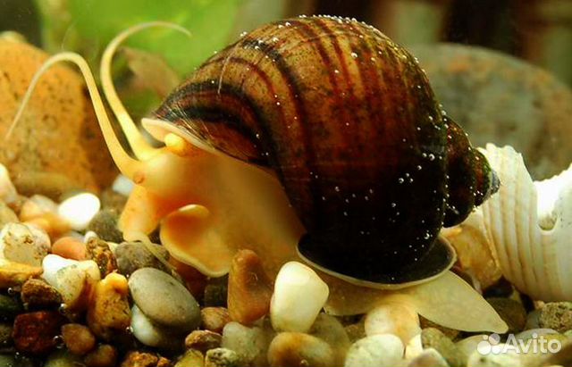 Ампулярии 10р