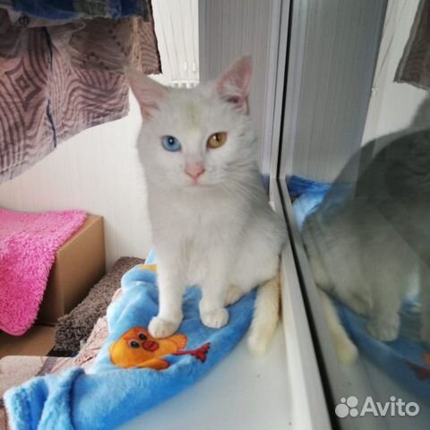 Породистый котенок с разноцветными глазами в дар