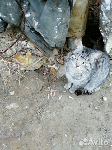 Красавец котик