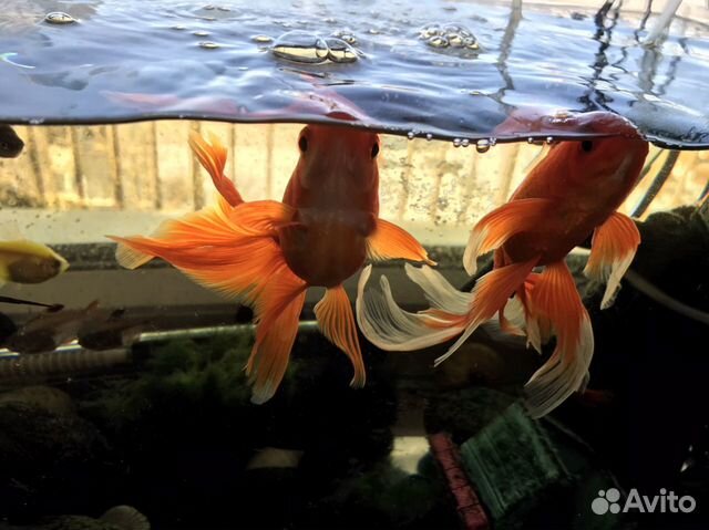 Готовый аквариум