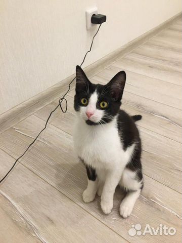 Кот в добрые руки