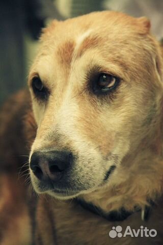 Собака. Пристройство в надежные ручки