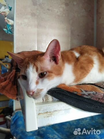 Котик в добрые руки