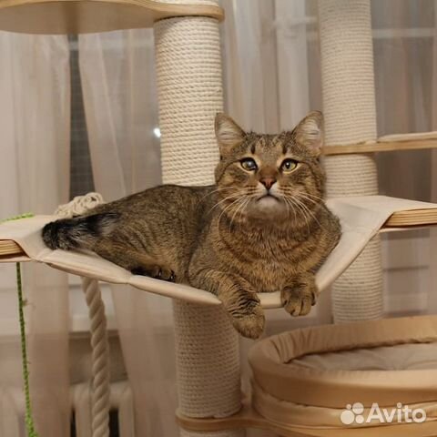 Котик Тимоша