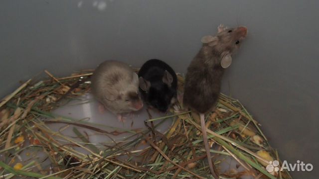 Мышки декоративные цветные ручные