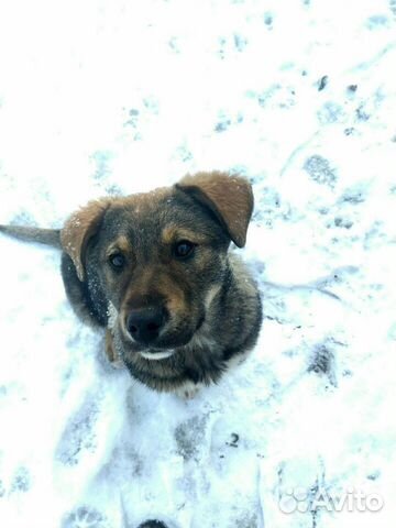 Щенок овчароидного типа