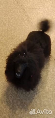 Продам той-пуделя