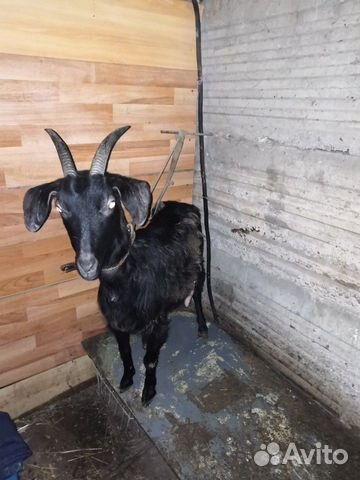 Коза дойная, 2 года