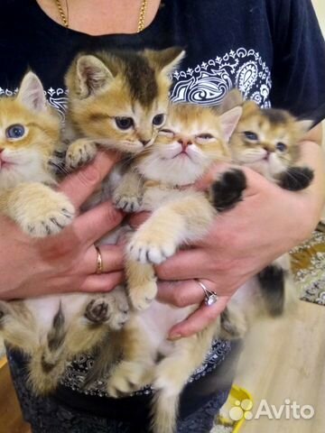 Золотая шиншилловая банда