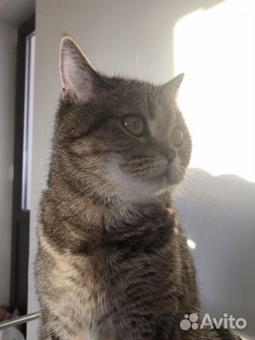 Вязка. Кошка шотладская скотишь страйт