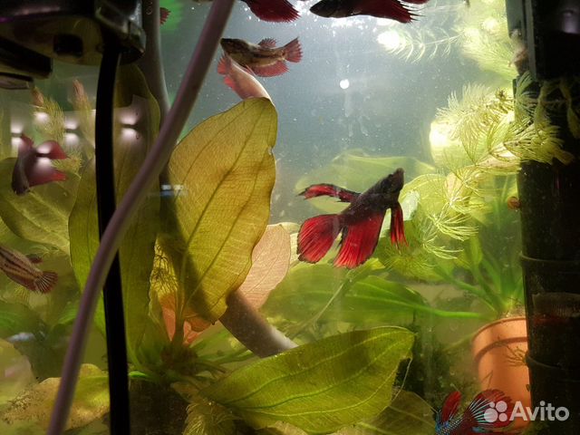 Петушки молодые нашего нереста