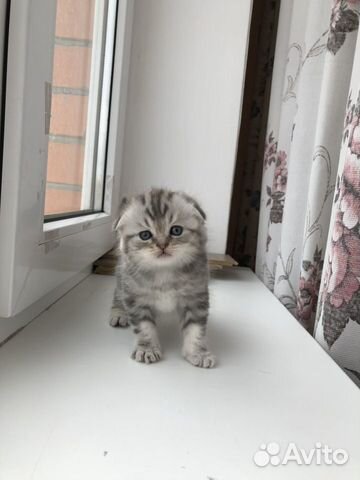 Шотландские котята