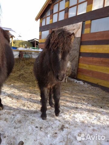 Шетлендский пони