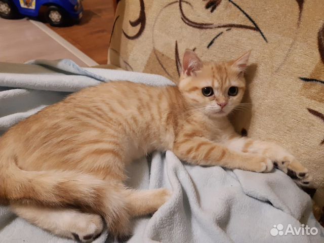 Британская кошка редкого окраса