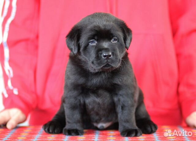 Питомник лабрадоров karol RUT