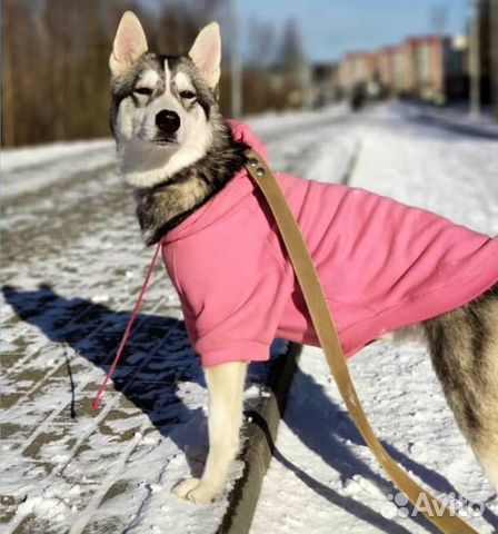 Подросток метис хаски в дар