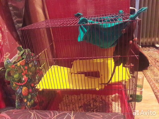 Клетка и крыса