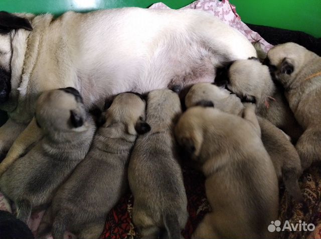 Продажа и резерв мопсов